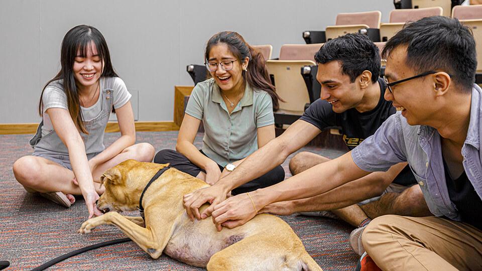 Therapy Dogs Programme - NUS Faculty of Science | NUS Faculty of Science