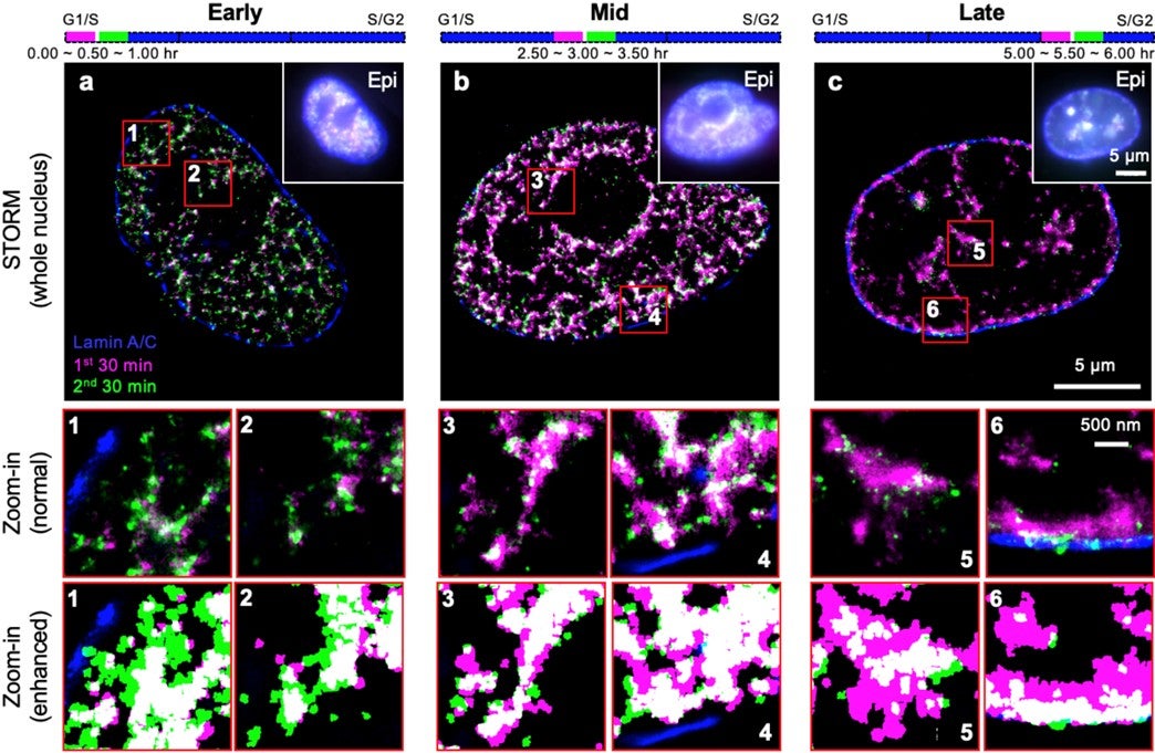 Spatio Temporal Dynamics Of Dna Replication