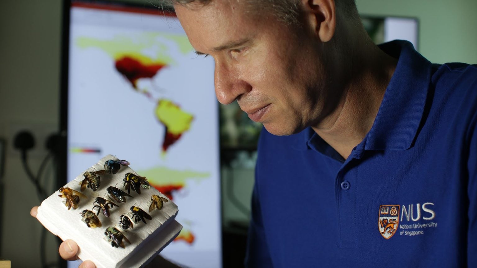 World map of bees - NUS Faculty of Science | NUS Faculty of Science