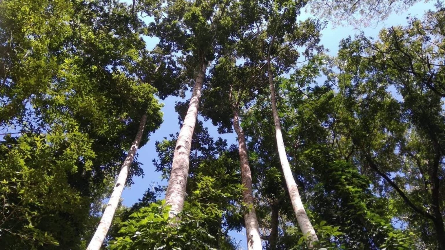 Philippine forest trees threatened by deforestation and climate change ...