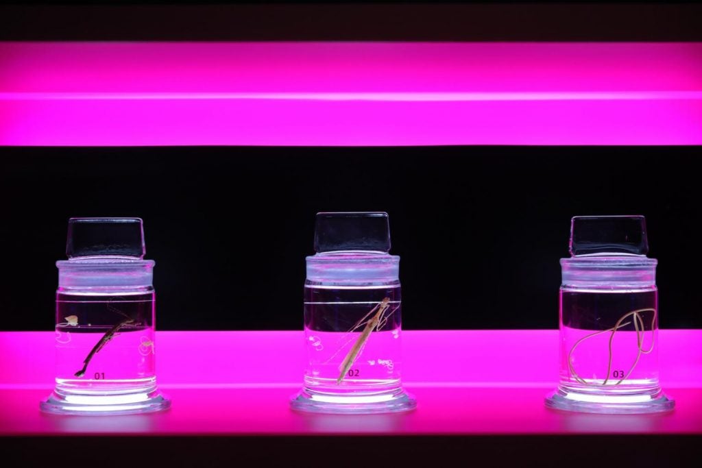 New parasite exhibition opens at Lee Kong Chian Natural History Museum ...