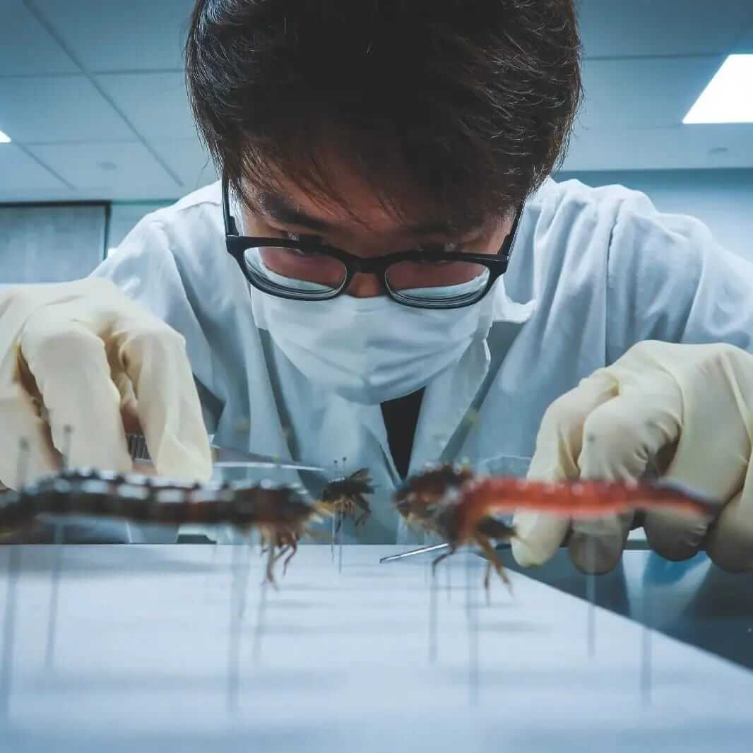 Flies don’t lie - NUS Faculty of Science | NUS Faculty of Science