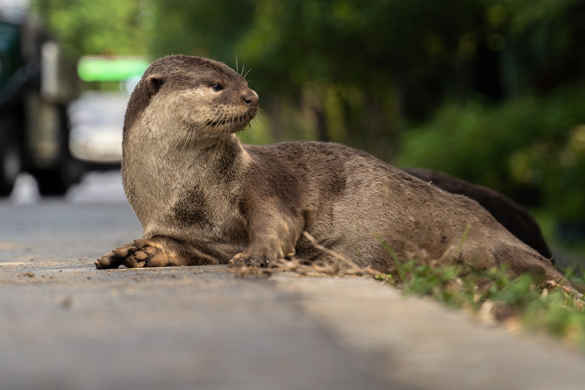 Becoming an otter spotter - NUS Faculty of Science | NUS Faculty of Science