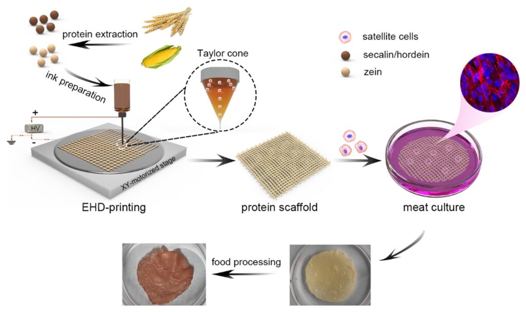 3D-printed plant protein scaffolds for cell-based meat culture - NUS Faculty of Science | NUS ...