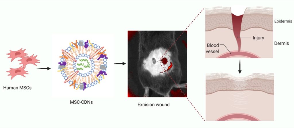 Nanovesicles from cells for biomedical applications - NUS Faculty of ...