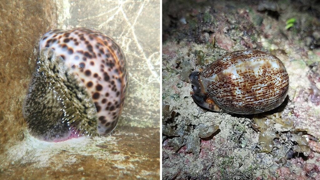 NUS marine scientists successfully bred two endangered native sea snail ...