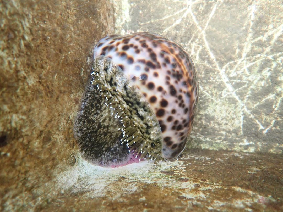 NUS marine scientists successfully bred two endangered native sea snail ...