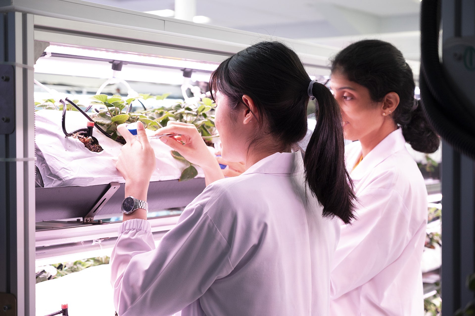 Science Summer Institute 2024