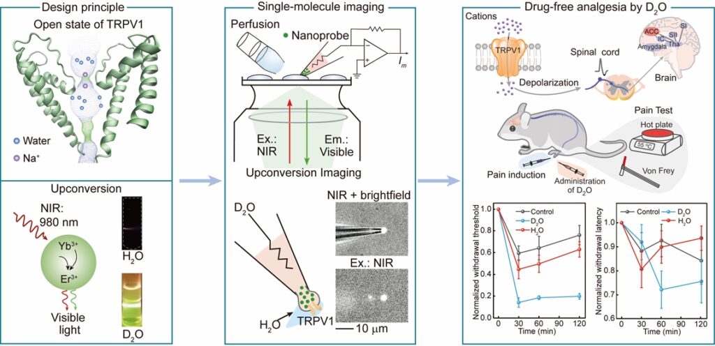 Breakthrough in drug-free pain relief: Solvent-mediated analgesia for ...