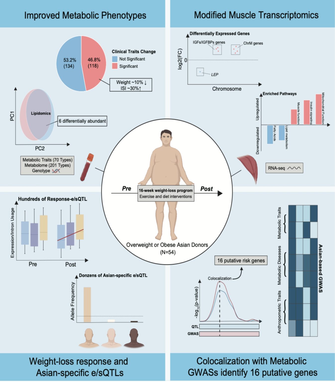 Lifestyle interventions reshape gene regulation in skeletal muscle of ...