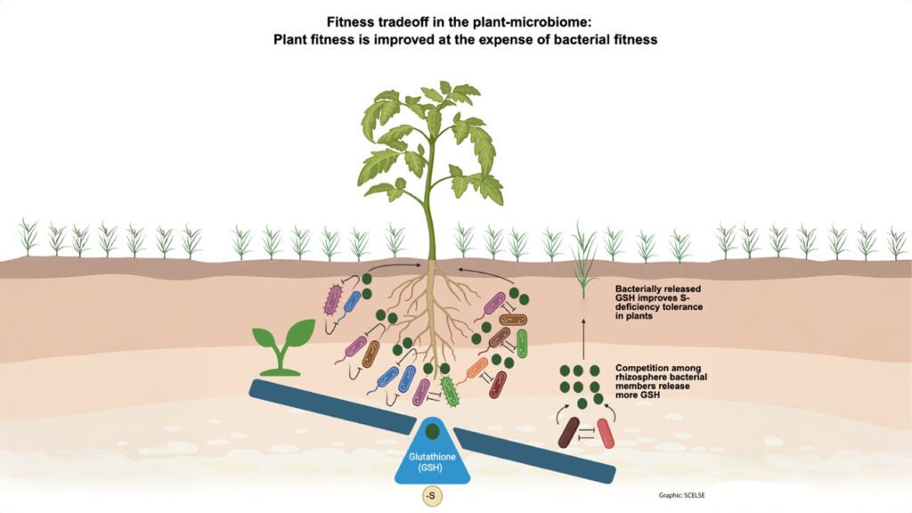Hidden plant–microbe strategy that boosts crop growth under nutrient ...