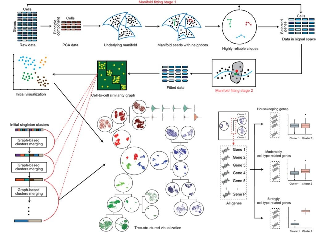 High-performance cell atlas workflow driven by manifold fitting | RNA ...