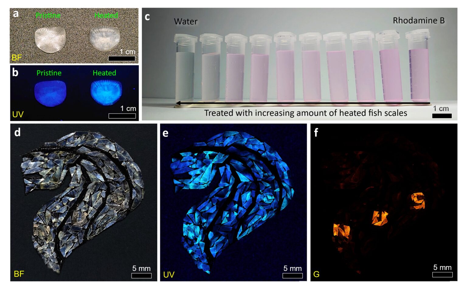 Fish scale waste: A sustainable solution for security and pollution ...