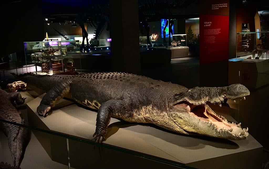 Air Tenang - NUS LKCNHM