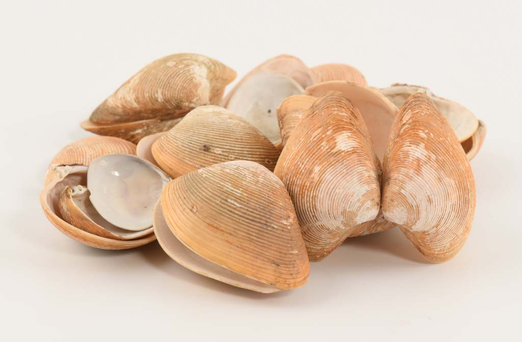 Air Tenang - NUS LKCNHM